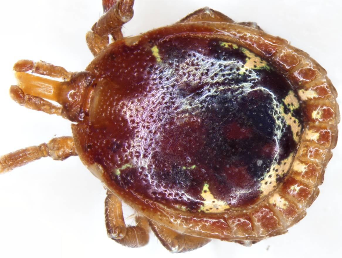 Combating Tick-Borne Diseases Through One Health Research ...